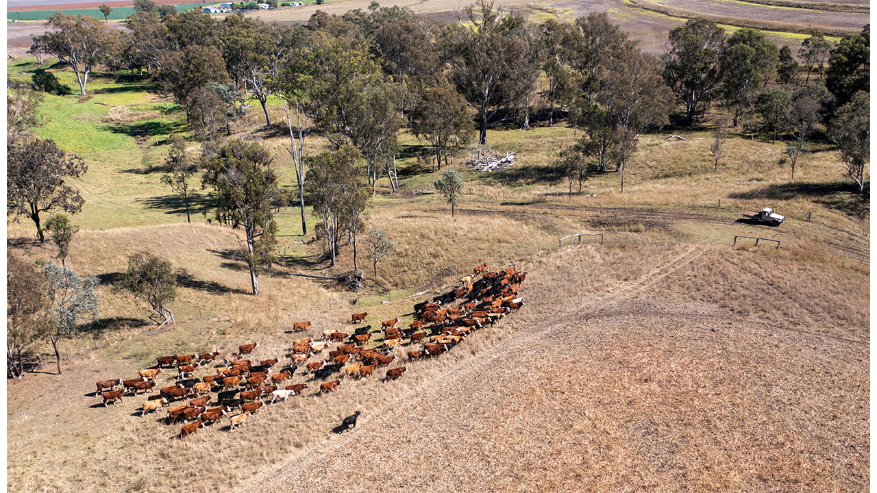 Drone Mustering & DJI Enterprise Drones